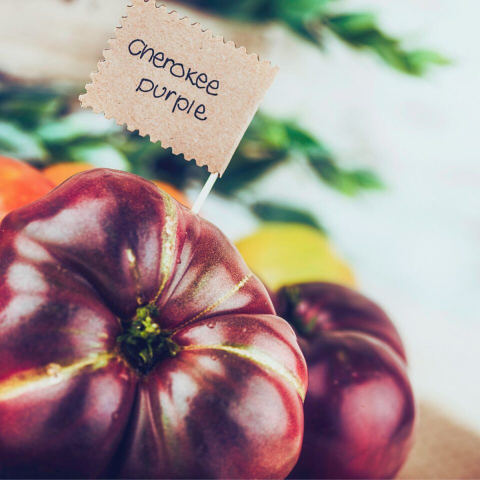 Growing Cherokee Purple Tomatoes