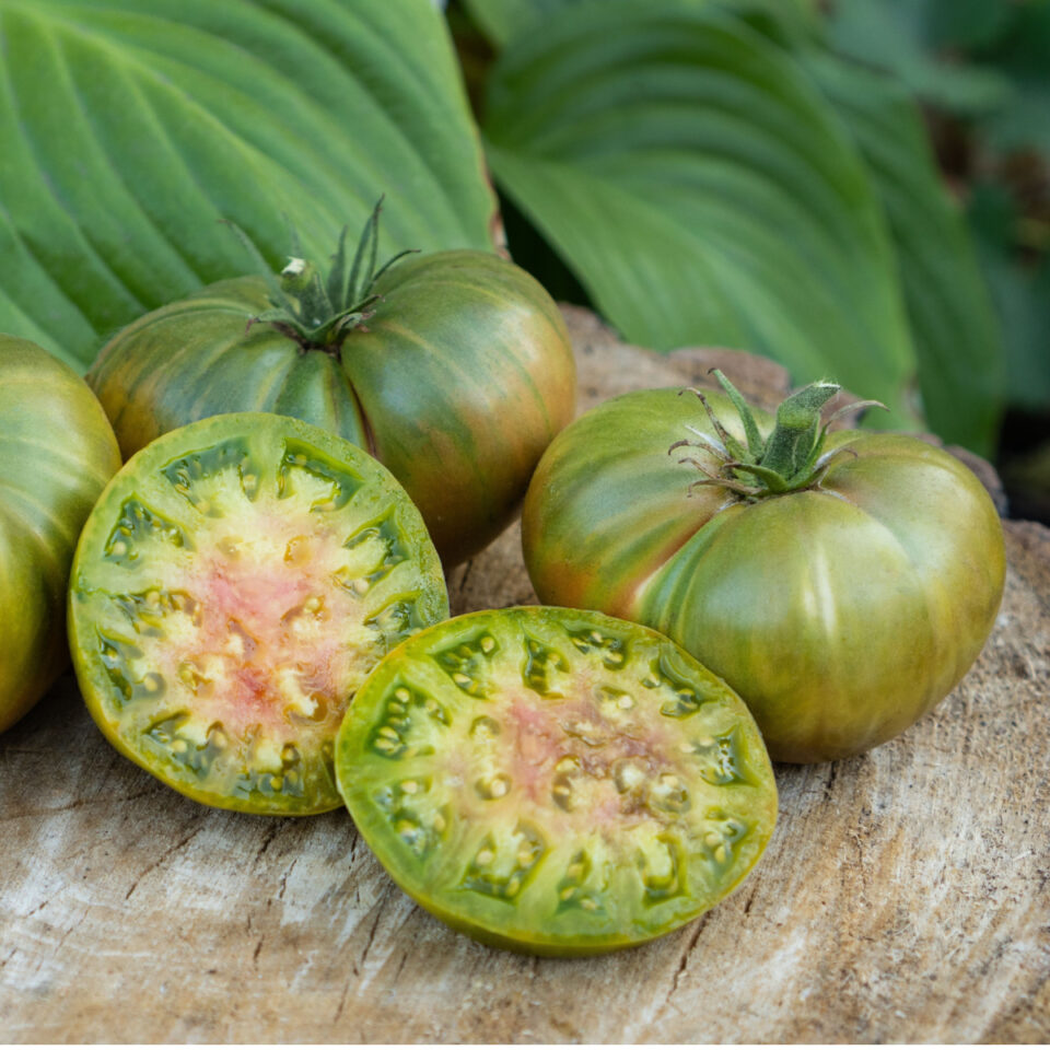 Growing Aunt Ruby’s German Green Tomato - Pure Flavor Heaven!