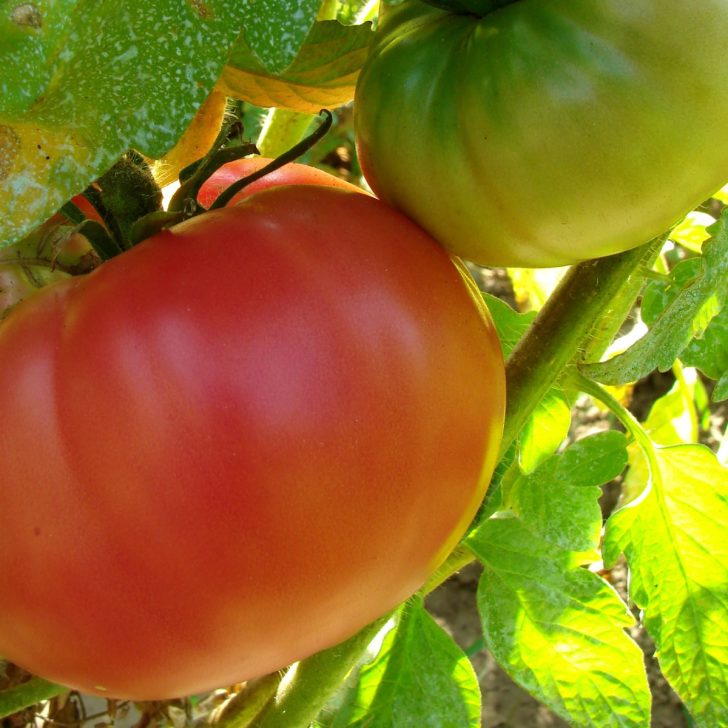 Growing Mortgage Lifter Tomatoes - The Biggest Tomato Around!