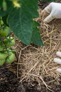 Growing Black Krim Tomatoes - The Tomato With Stunning Flavor!