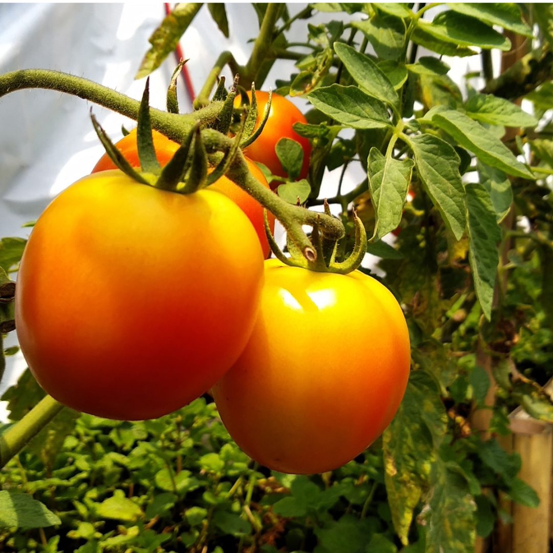 Growing Golden Jubilee Tomatoes - The Perfect Low-Acid Tomato!