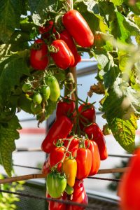 The Best Tomatoes To Grow On A Patio - And How To Grow Them!