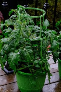 The Best Tomatoes To Grow On A Patio - And How To Grow Them!
