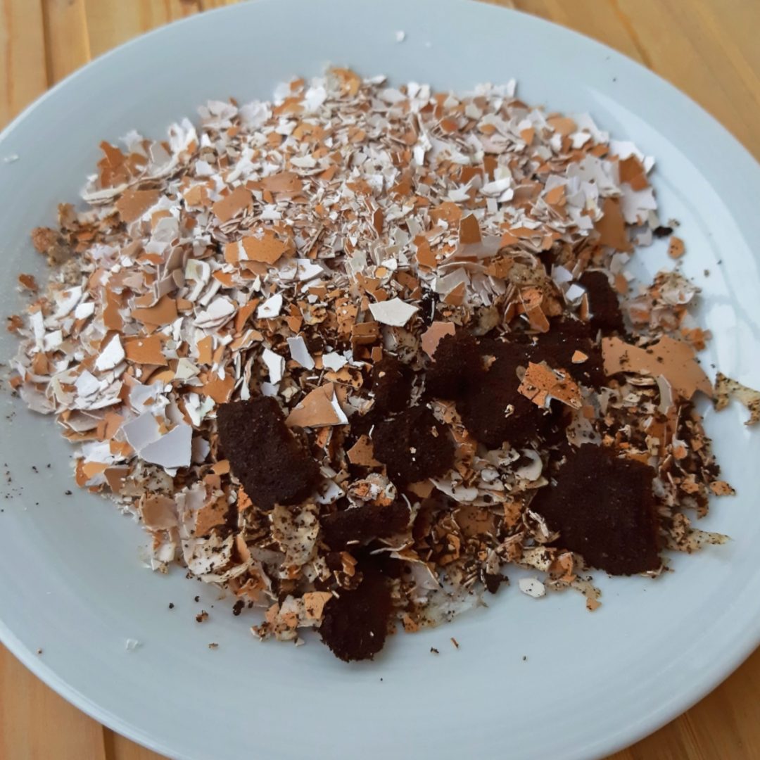 How Coffee Grounds & Egg Shells Help Tomato Plants!