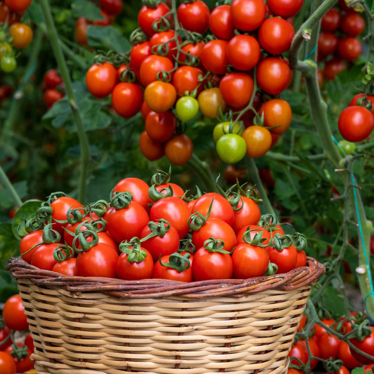 How To Grow Tomatoes In Buckets & Containers - Anywhere!