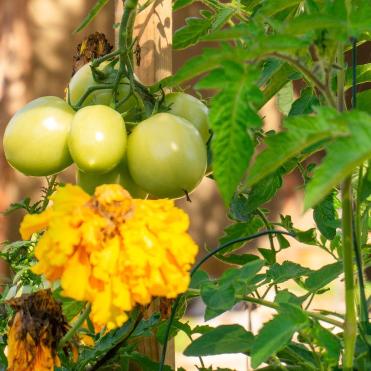 Why To Plant Marigolds With Tomato Plants - Keep Tomatoes Safe!
