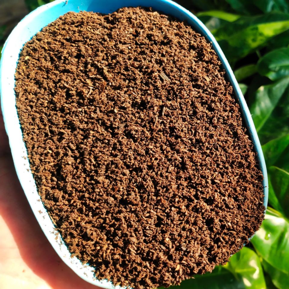 How Coffee Grounds & Egg Shells Help Tomato Plants!