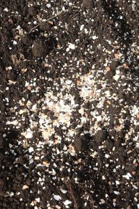 How Eggshells Help Tomato Plants - And How To Use Them!