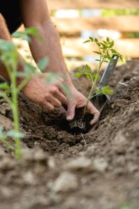 How Eggshells Help Tomato Plants - And How To Use Them!