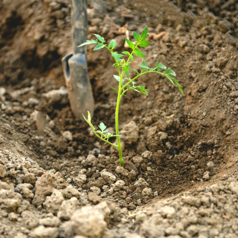 Why You Need To Plant Tomatoes Deep - And How To Do It!