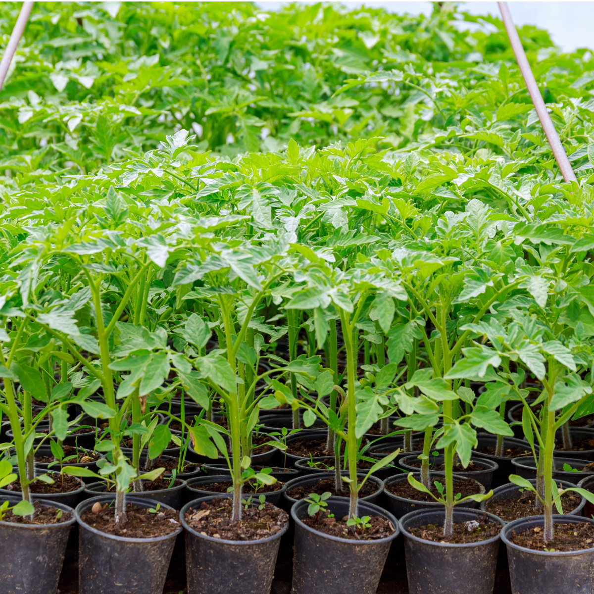 How To Fertilize Tomato Transplants & Seedlings & Why To Do It!