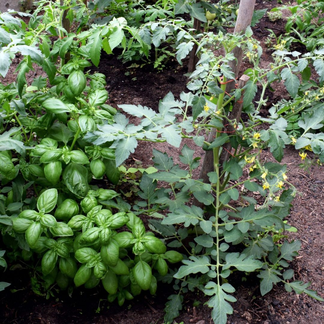 Why To Plant Basil With Tomato Plants - How Basil Helps Tomatoes