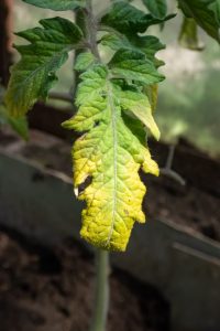 How To Protect Tomato Plants From Frost & Low Temperatures