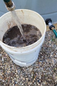 How To Use Compost Tea To Fertilize Tomatoes - Naturally!
