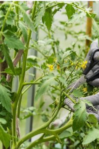 How To Prune Tomato Plants - And Why It's So Important!