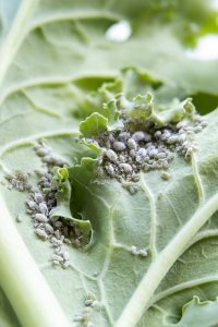 How To Get Rid Of Aphids On Tomato Plants! Keep Tomatoes Safe