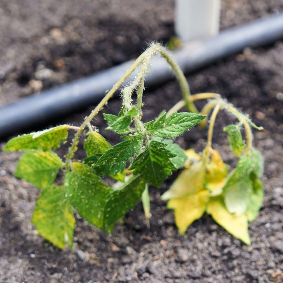 How To Get Rid Of Aphids On Tomato Plants! Keep Tomatoes Safe