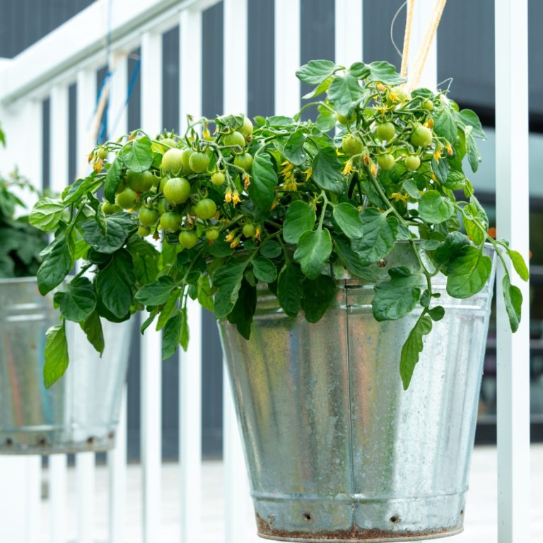 How To Fertilize Tomatoes In Pots For A Bigger Harvest!