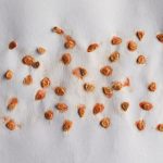 How To Save Tomato Seeds From The Last Of Your Tomatoes!