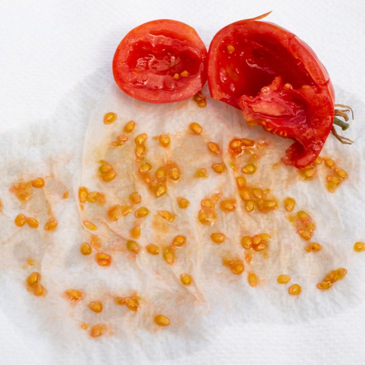 How To Save Tomato Seeds From The Last Of Your Tomatoes!