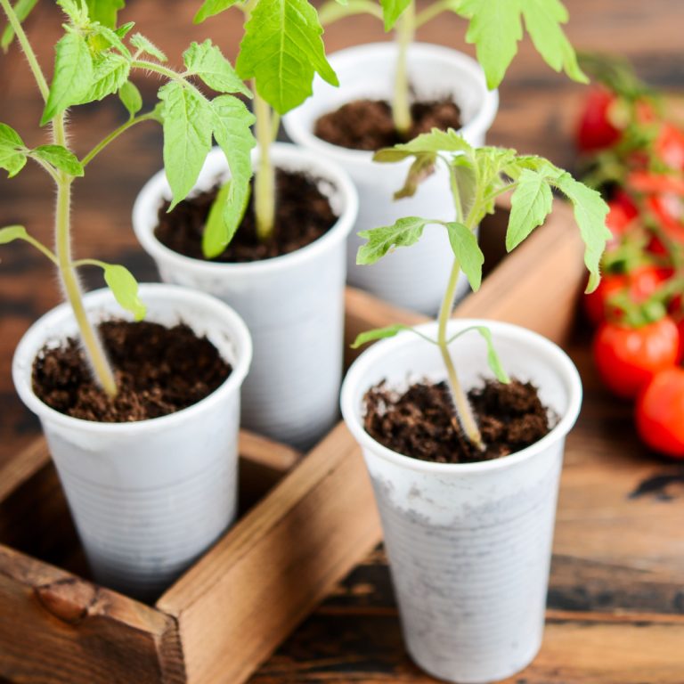 Why You Need To Grow The Red Torch Tomato Plant Next Year!