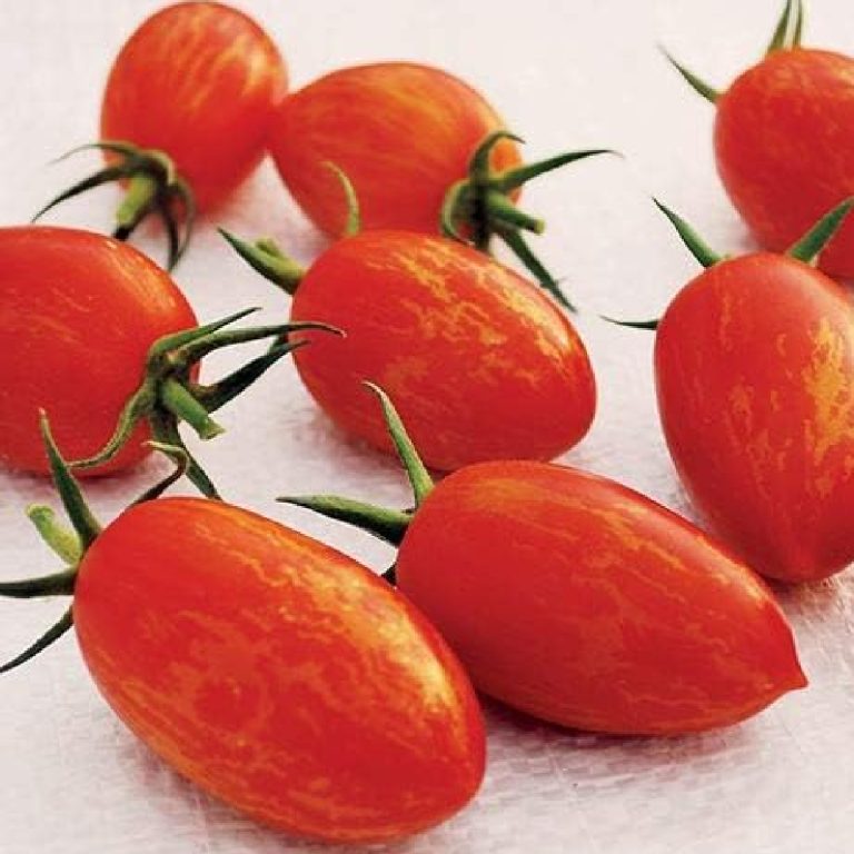 Why You Need To Grow The Red Torch Tomato Plant Next Year!