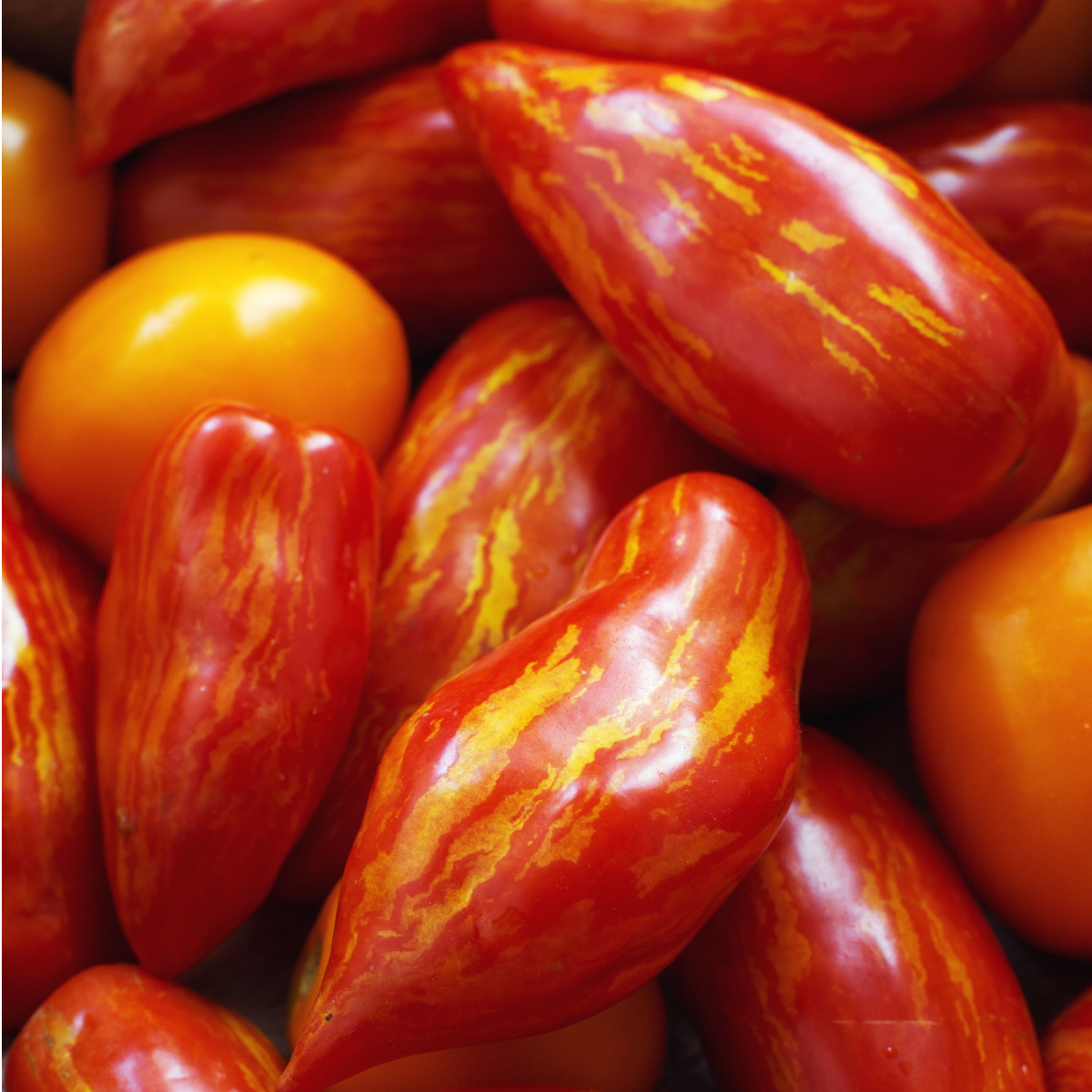 Why You Need To Grow The Red Torch Tomato Plant Next Year!