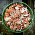 The Best Way To Use Egg Shells To Help Tomato Plants