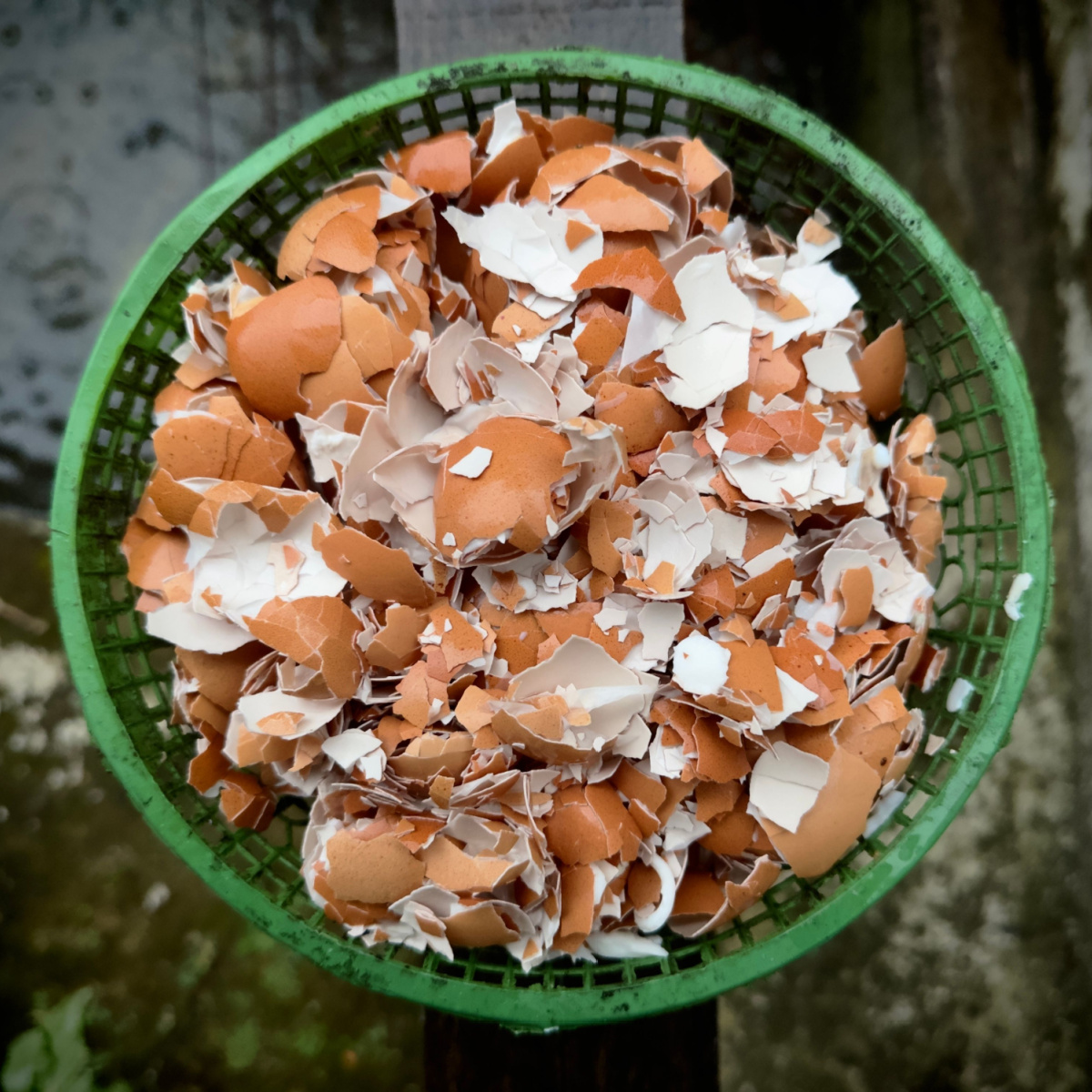 The Best Way To Use Egg Shells To Help Tomato Plants