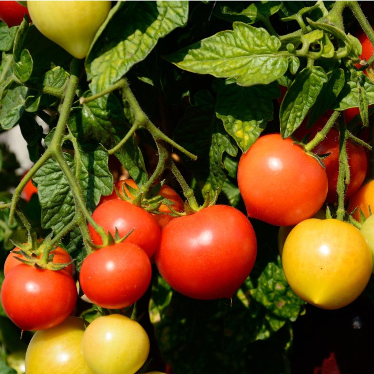 How Deep To Plant Tomatoes - And Why It's So Important!