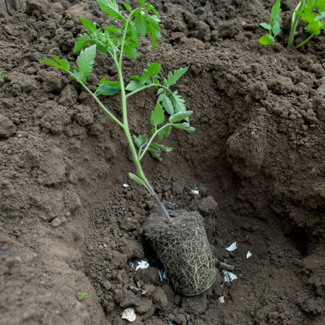How Deep To Plant Tomatoes - And Why It's So Important!