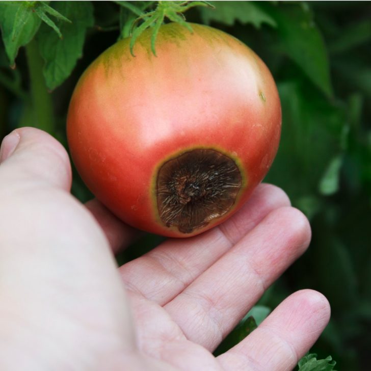 How To Prevent Blossom End Rot On Tomatoes - 5 Easy Methods!