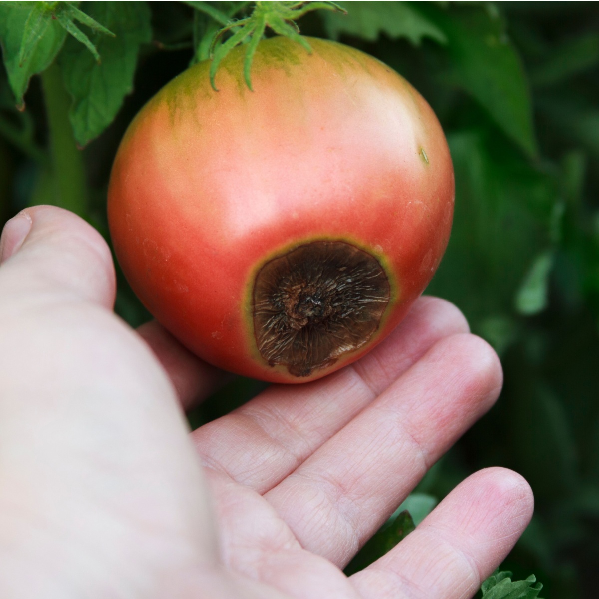 How To Prevent Blossom End Rot On Tomatoes - 5 Easy Methods!