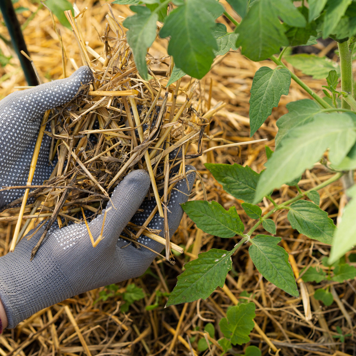 The Best Way To Mulch Tomato Plants - Give Your Plants Power!