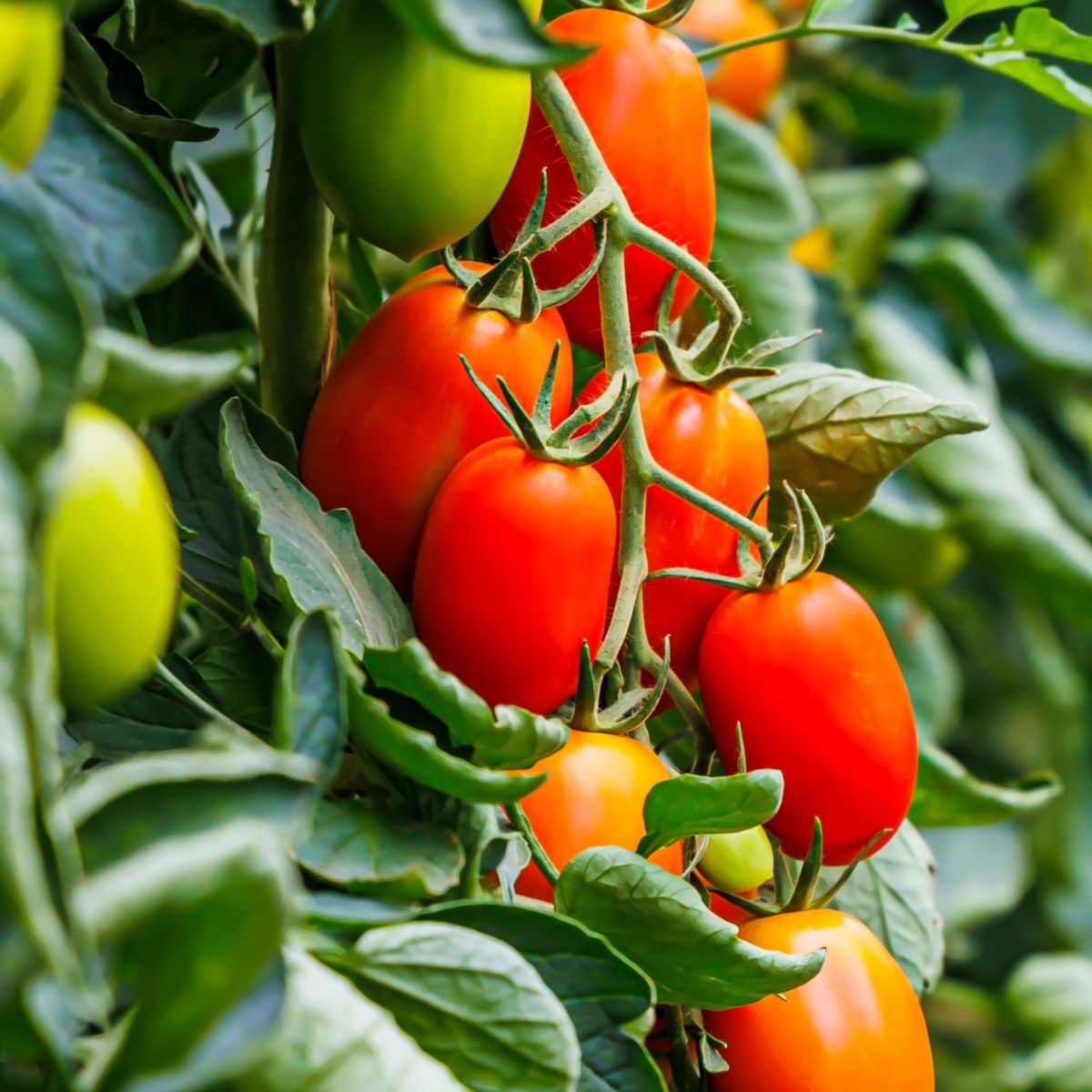 The Secrets To Growing Roma Tomatoes