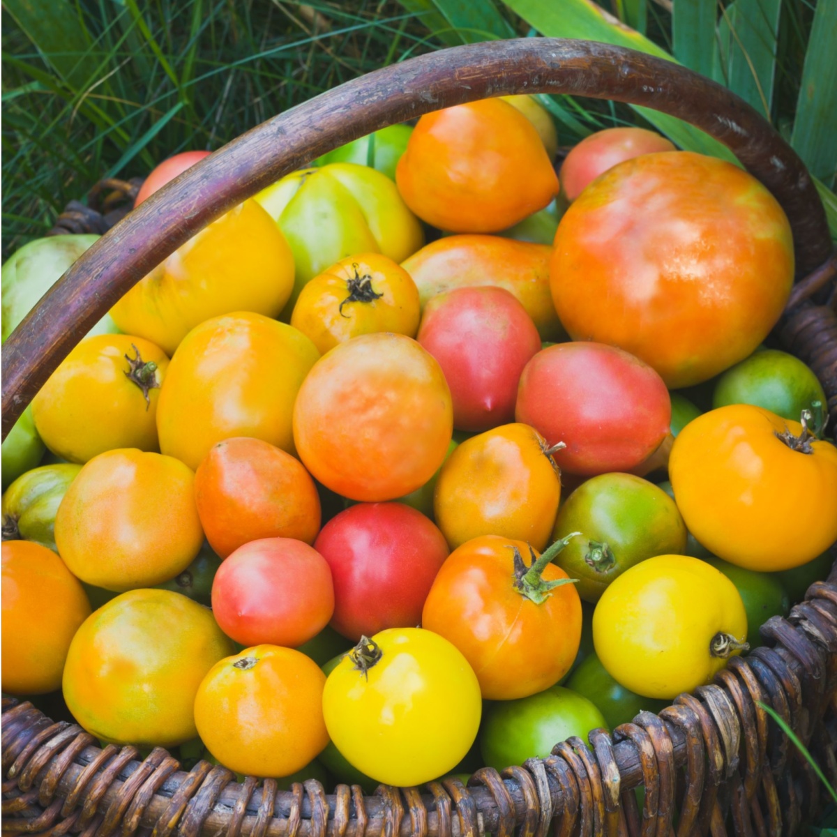 The Best Low Acid Tomatoes To Grow In Your Garden
