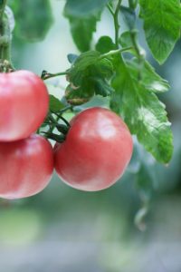 The Best Low Acid Tomatoes To Grow In Your Garden