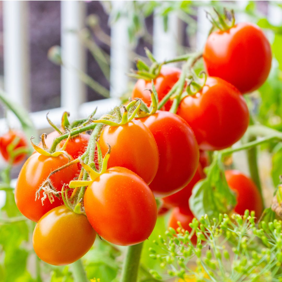 The 3 Biggest Secrets To Growing Tomatoes In Containers!