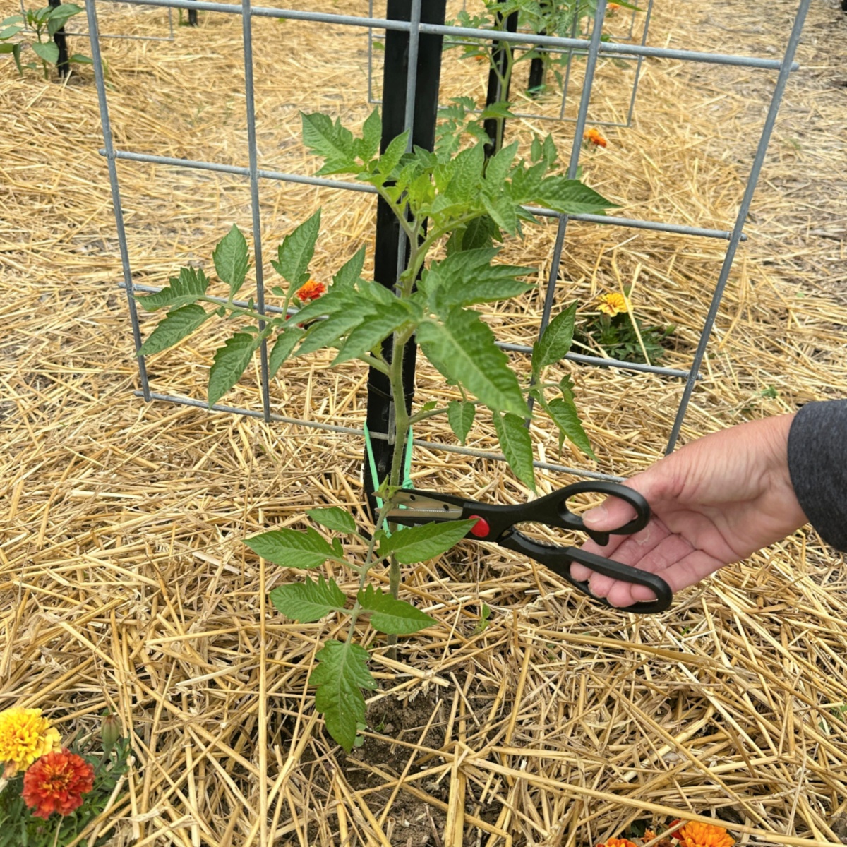 How To Prune Young Tomato Plants - And Why It Is So Important!