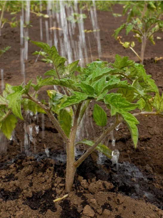 Tying Up Tomato Plants The Right Way - For A Healthy Harvest