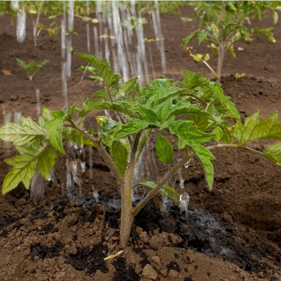 How To Use Compost Tea To Fertilize Tomatoes - Naturally!
